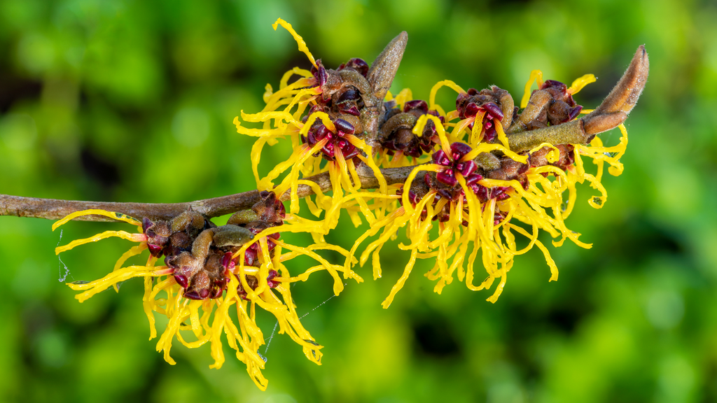 Hamamelis, el Ingrediente que Necesitas en Tu Rutina de Belleza – PAULICEA